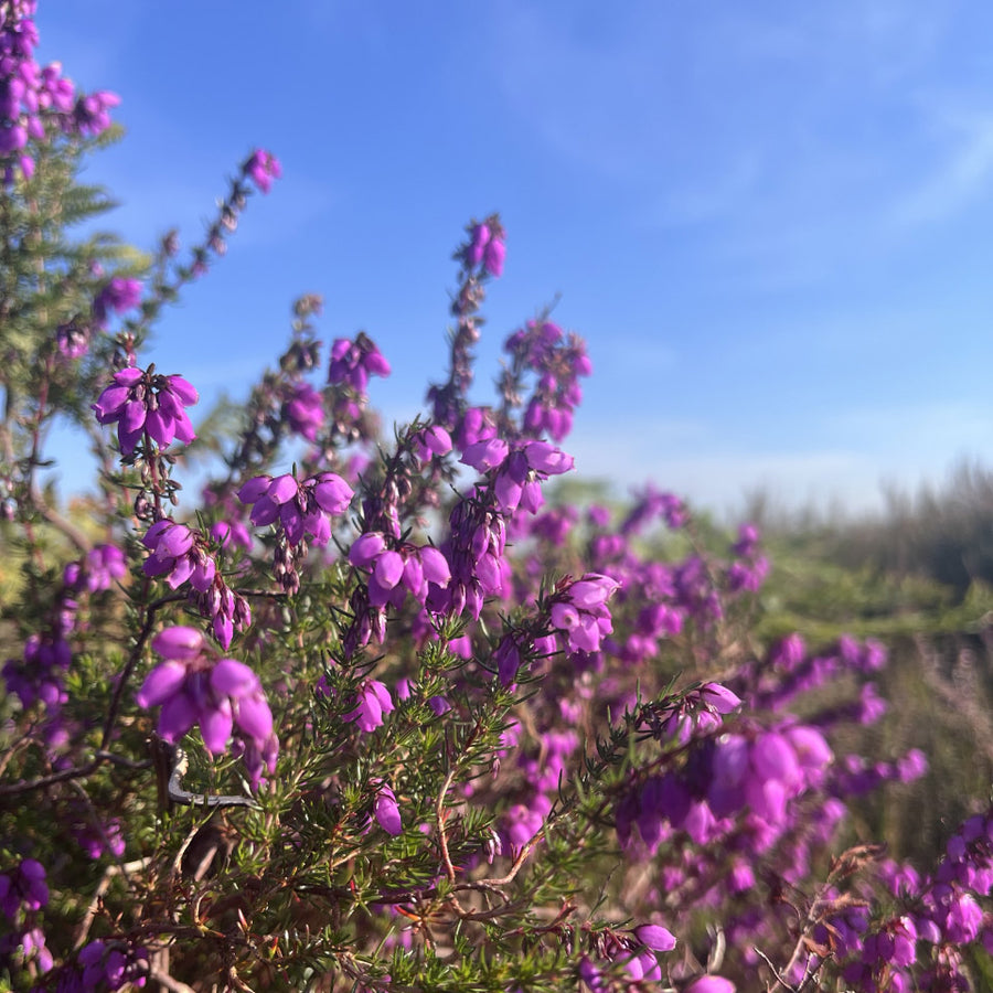 Ewelina's Home Pantry Homemade Spiced Beetroot & Orange Chutney 260g ...